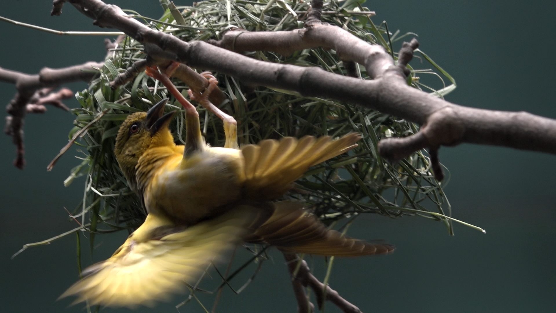 Anette Rose | MOMENTA Biennale de l'image