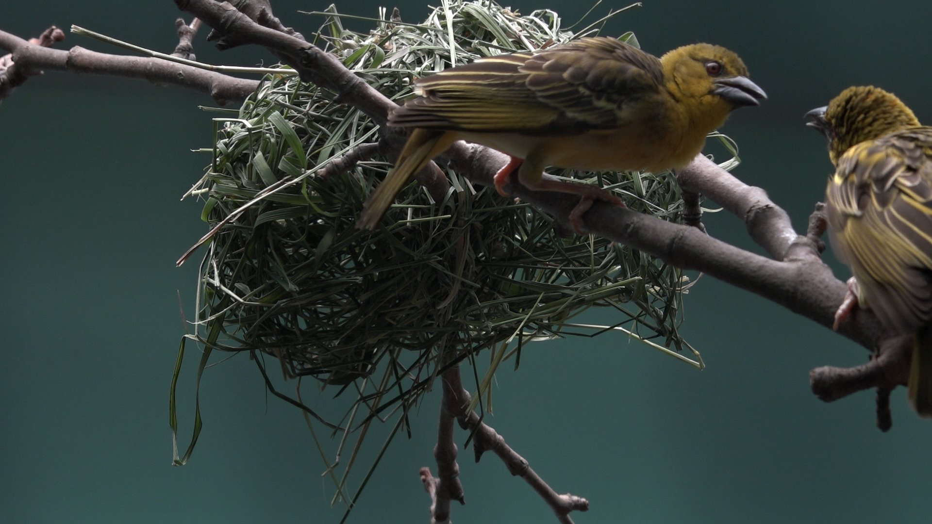 Anette Rose | MOMENTA Biennale de l'image